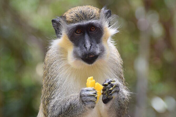 Barbados Shore Excursion: Wildlife Encounter and Beach Day - Itinerary Breakdown