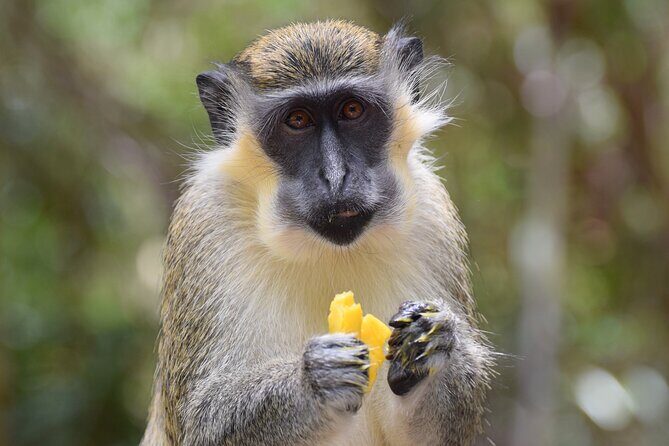 Barbados Small-Group Garden & Wildlife Half-Day Tour - Key Points