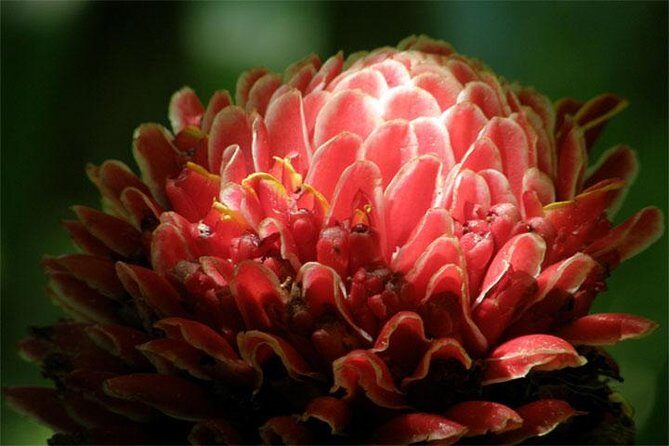 Barbados Small-Group Garden & Wildlife Half-Day Tour - The Flower Forest Botanical Gardens