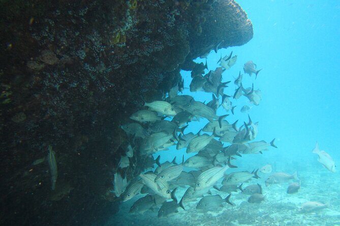 Barbados Snorkeling and Sailing Adventure for Small Groups - Setting Sail from Bridgetown: What to Expect