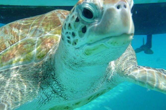 Barbados Sunset and Snorkeling Catamaran Cruise - A Closer Look at the Experience