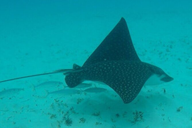 Barbados Sunset and Snorkeling Catamaran Cruise - Who Will Love This Tour?