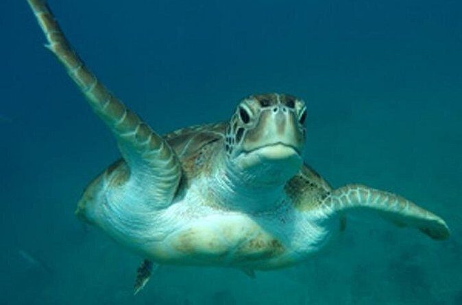 Barbados Sunset and Snorkeling Catamaran Cruise - FAQs