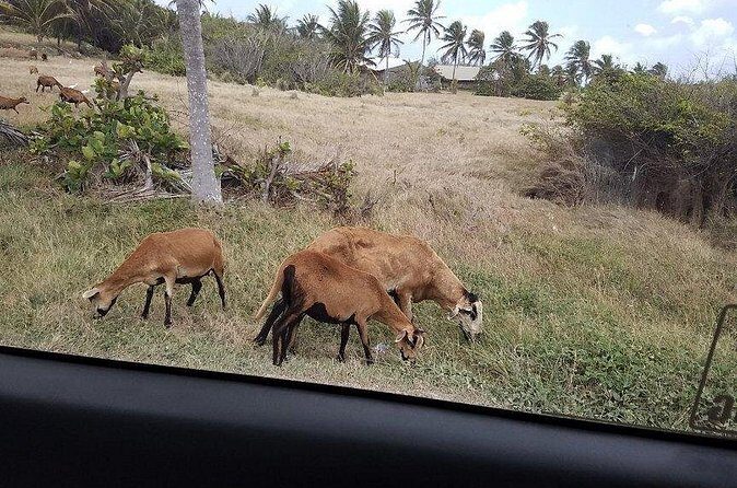 Barbados "Sweet Deal" Scenic Tour - Key Points