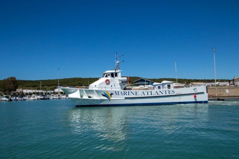 Barbate: Dolphin and Whale Watching in Cape Trafalgar - The Experience in Detail