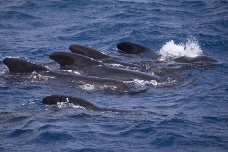 Barbate: Dolphin and Whale Watching in Cape Trafalgar - How to Make the Most of It