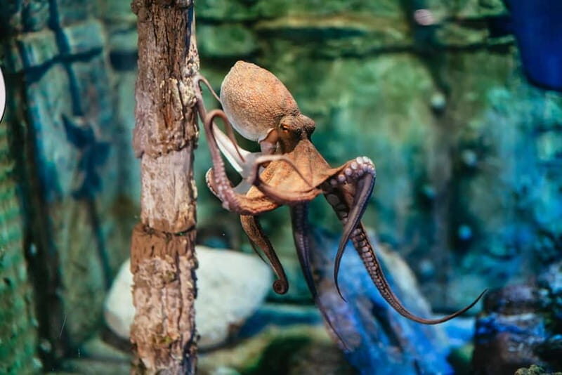 Barcelona Aquarium: Entry Ticket - An In-Depth Look at the Experience
