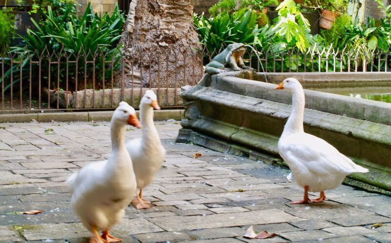 Barcelona: Cathedral of Barcelona Entry Ticket - Practical Tips for Visiting