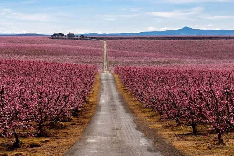 Barcelona: Cherry Blossoms in Aitona & Lunch Tour - Introduction