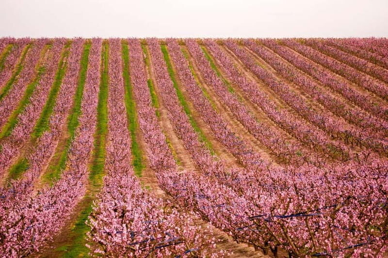 Barcelona: Cherry Blossoms in Aitona & Lunch Tour - Key Points