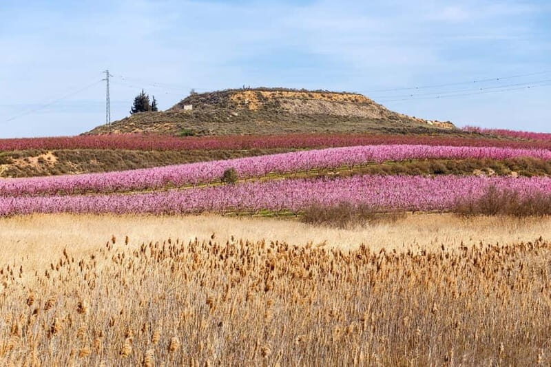 Barcelona: Cherry Blossoms in Aitona & Lunch Tour - Value and Practical Considerations