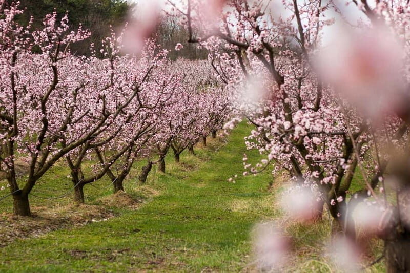 Barcelona: Cherry Blossoms in Aitona & Lunch Tour - Frequently Asked Questions