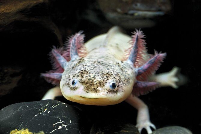 Barcelona City Tour Hop-On Hop-Off and Aquarium - Who Will Love This Tour?