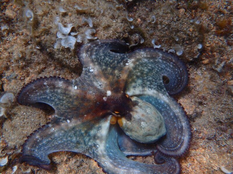 Barcelona: Costa Brava Kayak & Snorkeling Small Group Tour - The Experience: Details and Authenticity
