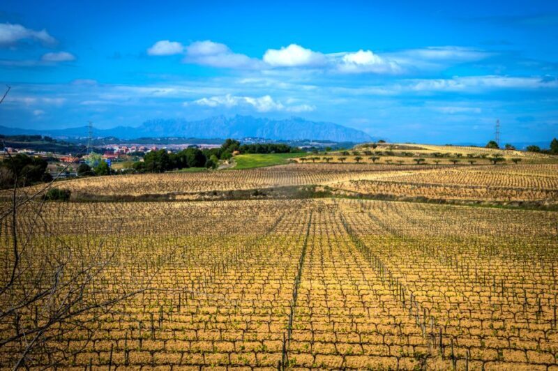 Barcelona: Guided Half-Day Wine and Electric Bike Tour - Discovering the Penedés on Two Wheels: A Review of the Guided Half-Day Wine and Electric Bike Tour