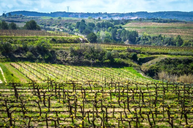 Barcelona: Guided Half-Day Wine and Electric Bike Tour - Who Should Consider This Tour?