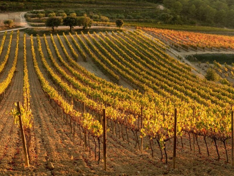 Barcelona: Luxury Tour, Buggy Route, Lunch & Penedes Wines - Who Should Consider This Tour?