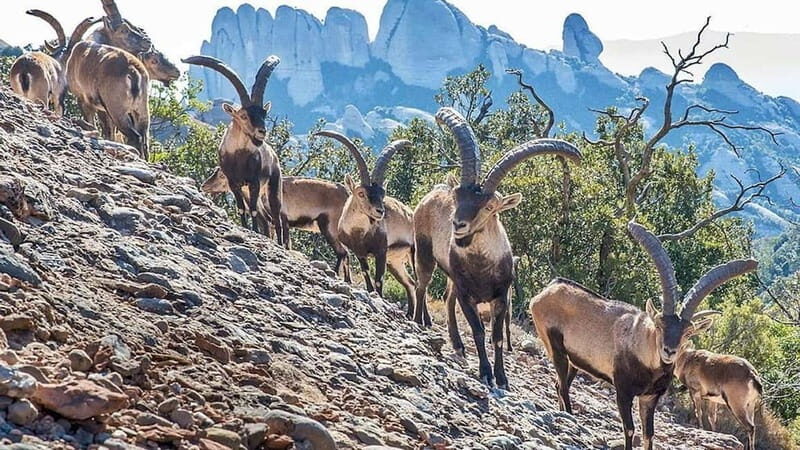 Barcelona: Montserrat Monastery and Natural Park Day Trip - The Value of This Tour