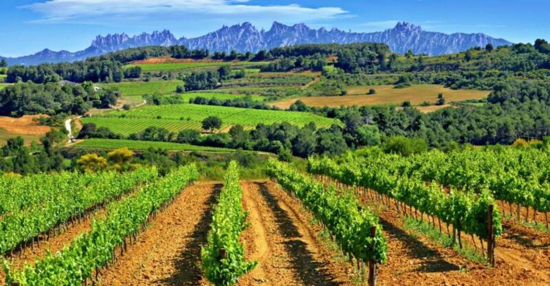 Barcelona: Montserrtat Hike and Winery Tour with Tasting - Key Points