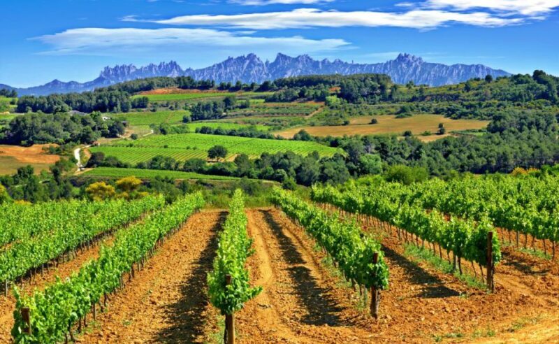 Barcelona: Montserrtat Hike and Winery Tour with Tasting - An In-Depth Look at the Tour Experience