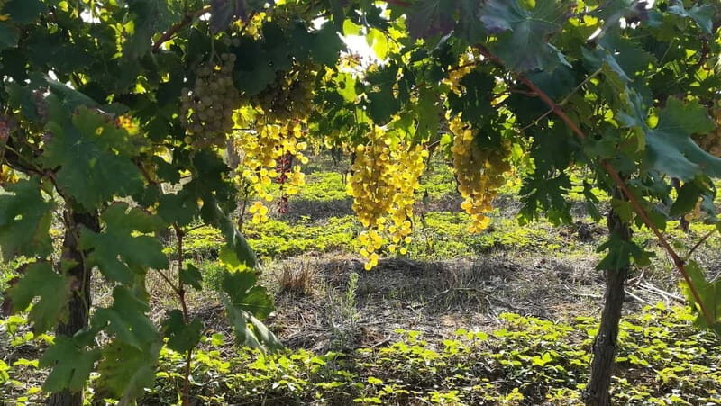 Barcelona: Penedes Wine Tasting Tour with Lunch - Barcelona: Penedes Wine Tasting Tour with Lunch — A Heartfelt Explore of Catalonia’s Winemaking