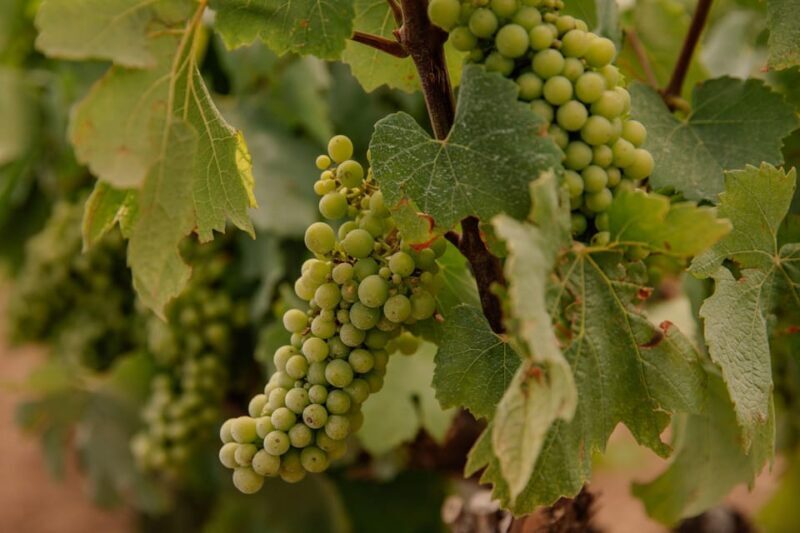 Barcelona: Priorat Wine Tour 2 Wine Tastings + 3 Course Meal - FAQ: Practical Questions About the Priorat Wine Tour