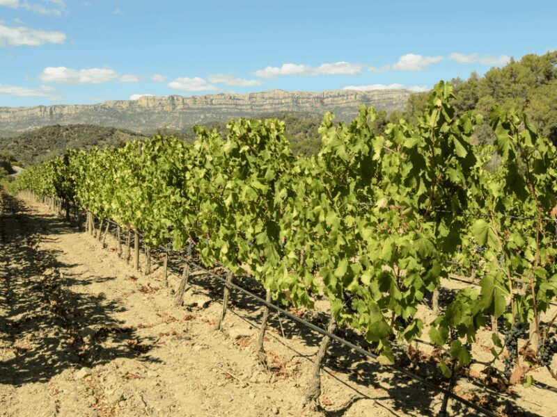 Barcelona: Priorat Wine Tour & Tastings and Lunch - An In-Depth Look at the Prioret Wine Tour