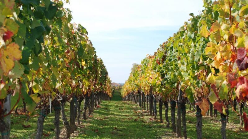 Barcelona: Private E-Bike Tour and Wine Tasting - What To Expect: Practical Details