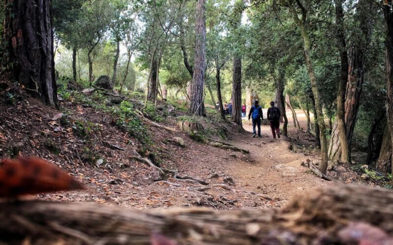 Barcelona Secret Forest: Nature Hike & Best Views - Convenient Return and Flexibility