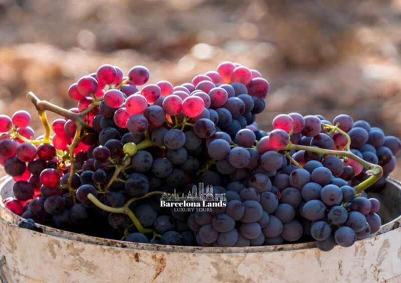 Barcelona: Tour Luxury for Priorat, Wine tasting & Lunch - An In-Depth Look at the Experience