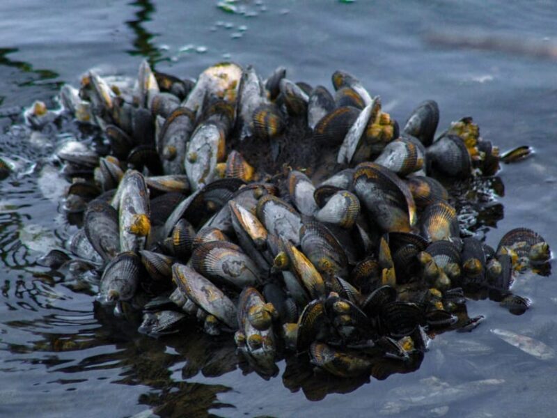 Barcelona: Tour: Mussels, Rice Plantation and Paella - Key Points