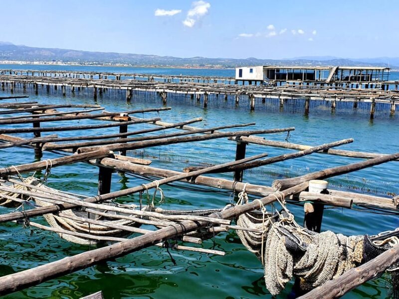 Barcelona: Tuna Baths in the Ebro Delta Route and Olive Tree Tour - Key Points