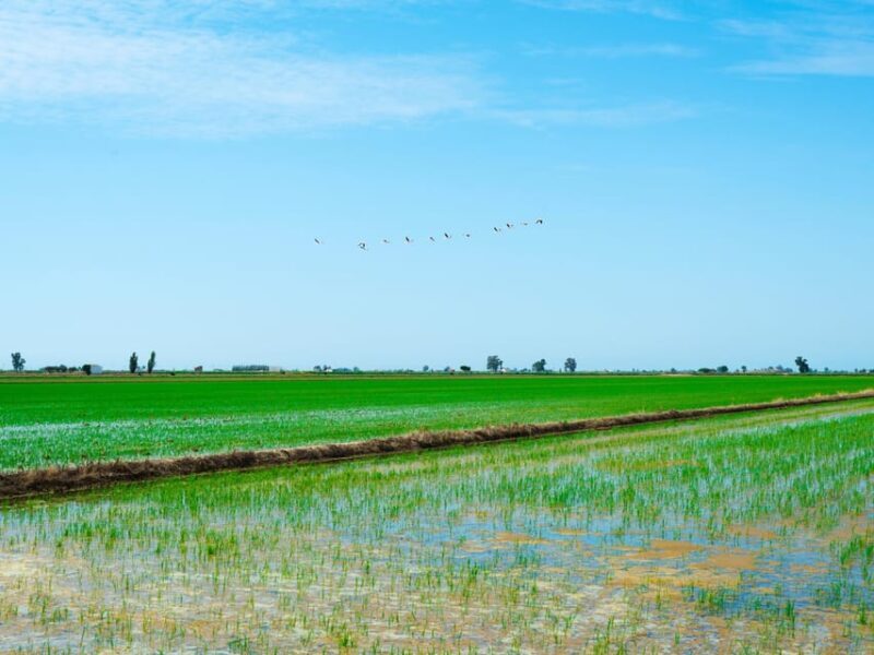 Barcelona: Tuna Baths in the Ebro Delta Route and Olive Tree Tour - Setting the Scene: An Unusual Day from Salou