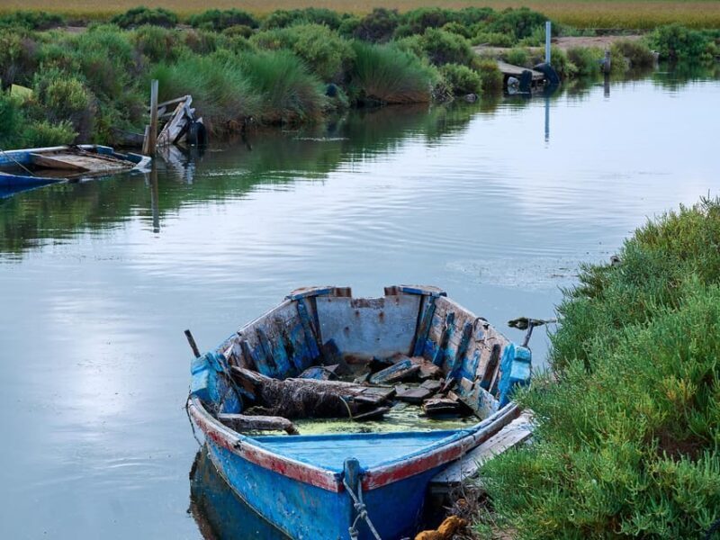 Barcelona: Tuna Baths in the Ebro Delta Route and Olive Tree Tour - A Tasting of Catalan Gourmet: Sashimi and More