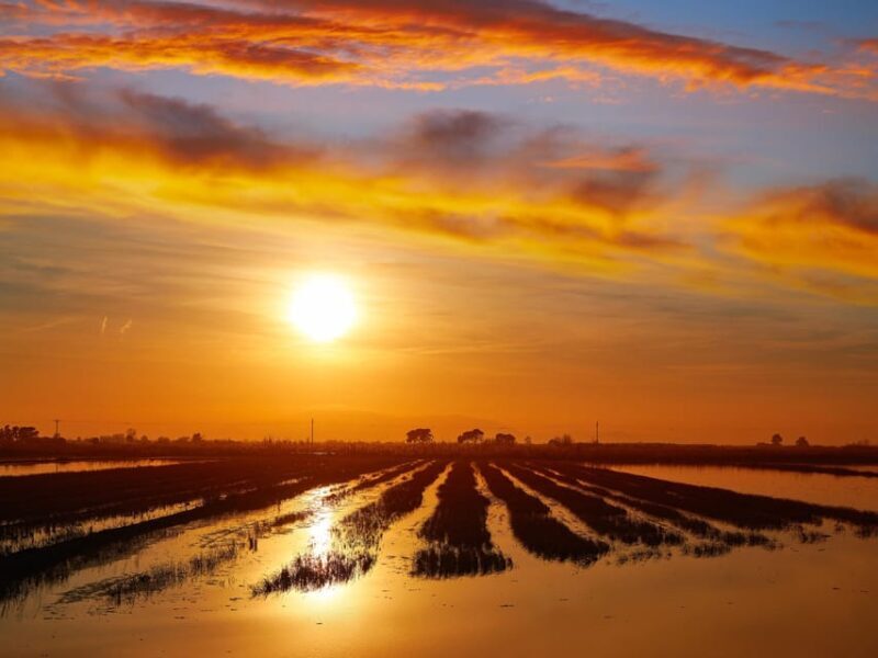 Barcelona: Tuna Baths in the Ebro Delta Route and Olive Tree Tour - What Travelers Are Saying