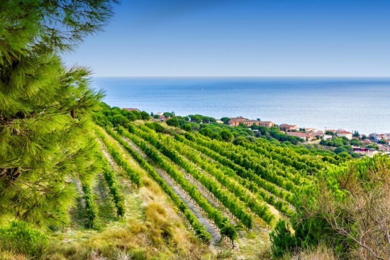 Barcelona Wine Tasting Private Tour with Wine Expert - The Itinerary in Detail