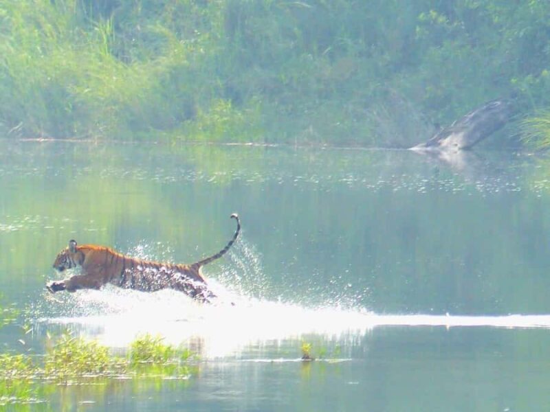 Bardia National Park: 3-Night Nepal's Tiger Tour - Authenticity and Practical Tips