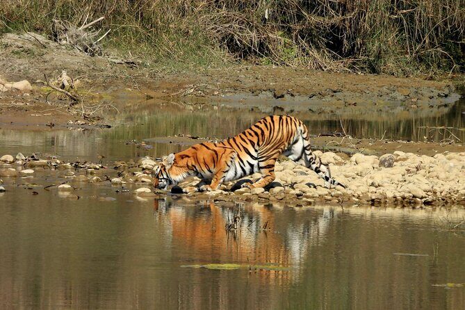 Bardia Tiger Tracking Tour 5 Nights 6 Days Full Package - Key Points