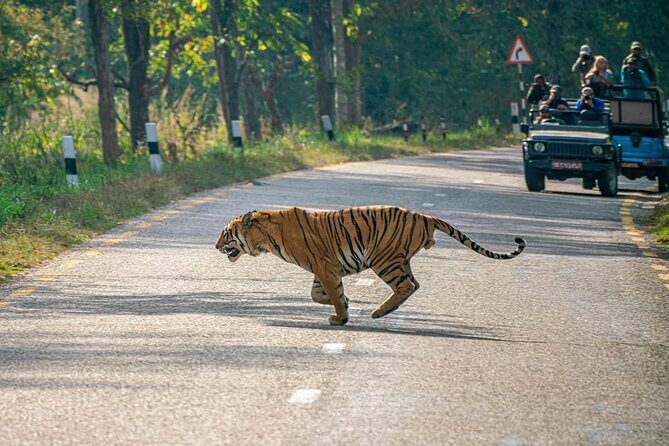 Bardia Tiger Tracking Tour 5 Nights 6 Days Full Package - Practical Considerations