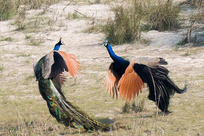 Bardia Tiger Tracking Tour 5 Nights 6 Days Full Package - Final Thoughts: Who Will Appreciate This Tour?