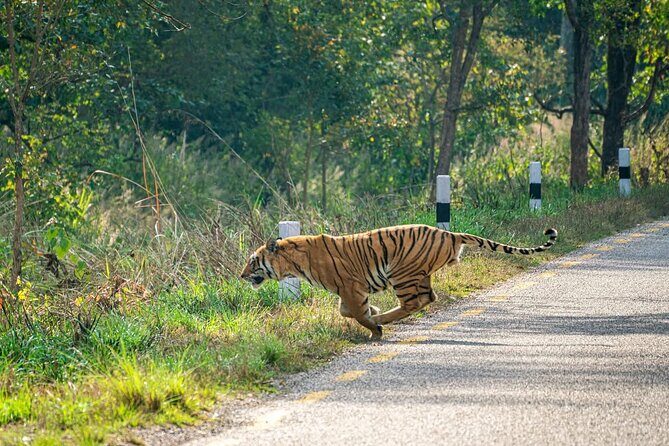 Bardia Tiger Tracking Tour 5 Nights 6 Days Full Package - Frequently Asked Questions