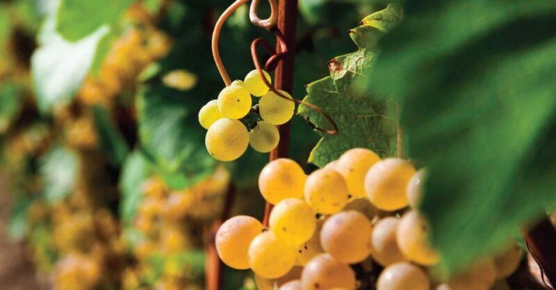 Bardolino: wine and food tasting on lake Garda Hills - Who Will Enjoy This?