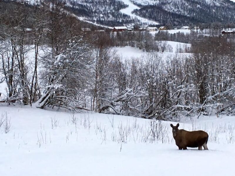 Bardufoss: Wild Moose Safari with Lunch - Key Points
