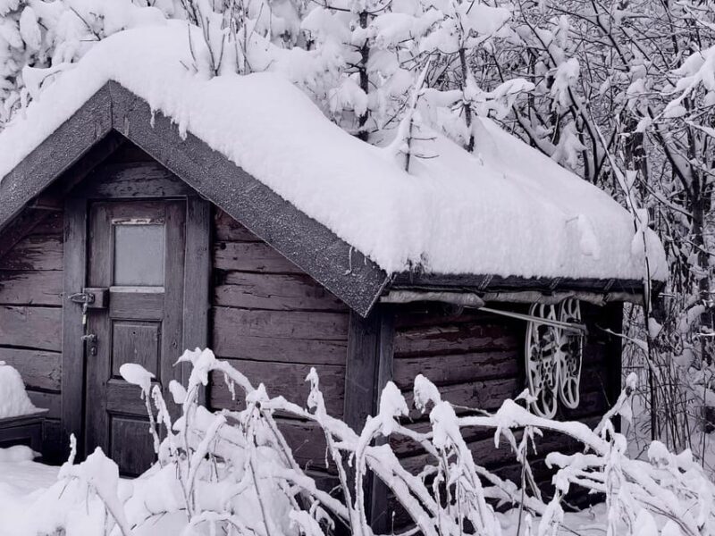 Bardufoss: Wild Moose Safari with Lunch - Who Should Consider This Tour?