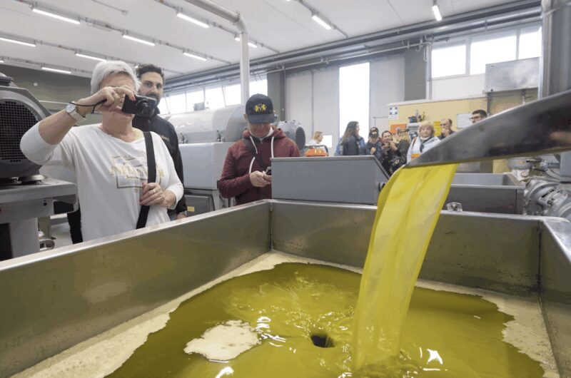 Barletta-Andria-Trani: oil mill tour and oil tasting - Key Points