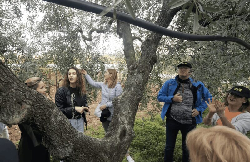 Barletta-Andria-Trani: oil mill tour and oil tasting - A Closer Look at the Experience