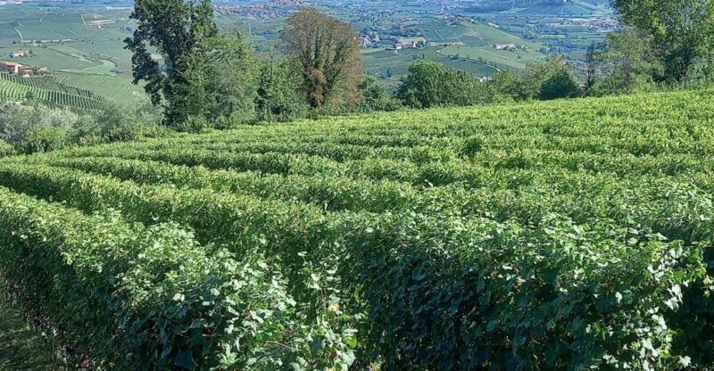 Barolo Langhe Wine Tour - Transportation & Group Size