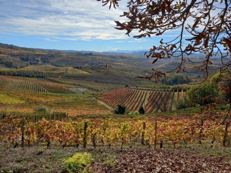 Barolo Langhe Wine Tour - The Sum Up