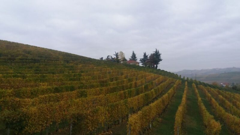 Barolo: Truffle Hunting and Wine Tasting - An In-Depth Look at the Tour
