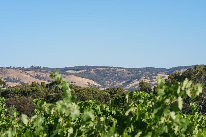 Barossa Bespoke Tours-A private, wine tour to the Barossa Valley - What to Consider Before Booking